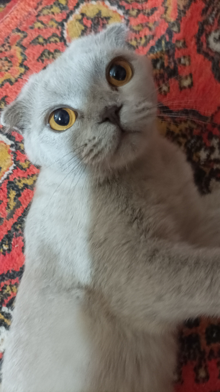 Вислоухий Шотландец