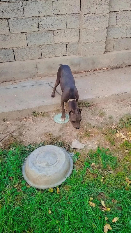 Staf sotiladi...