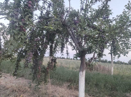 Olxoʻri sotiladi