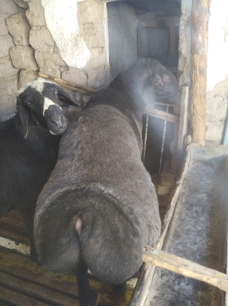 Qõchqor Gigant sotiladi