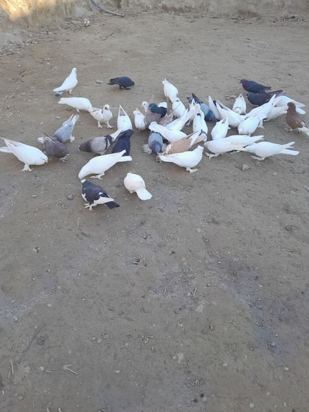 Kabutarlar sotiladi