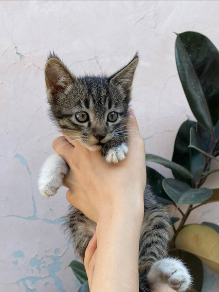 Котята мальчик и девочка к лотку приучены