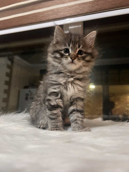 Котенок 2 месяца мальчик