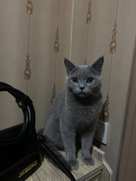 Срочно продаётся породистый котёнок