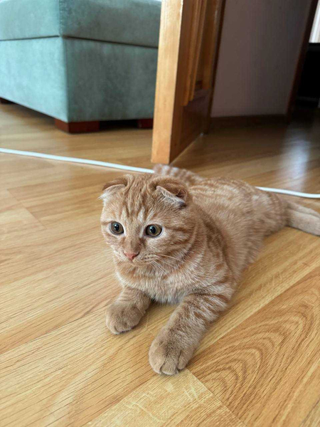 Шотландский Вислоухий кот - Scottish Fold pishiq