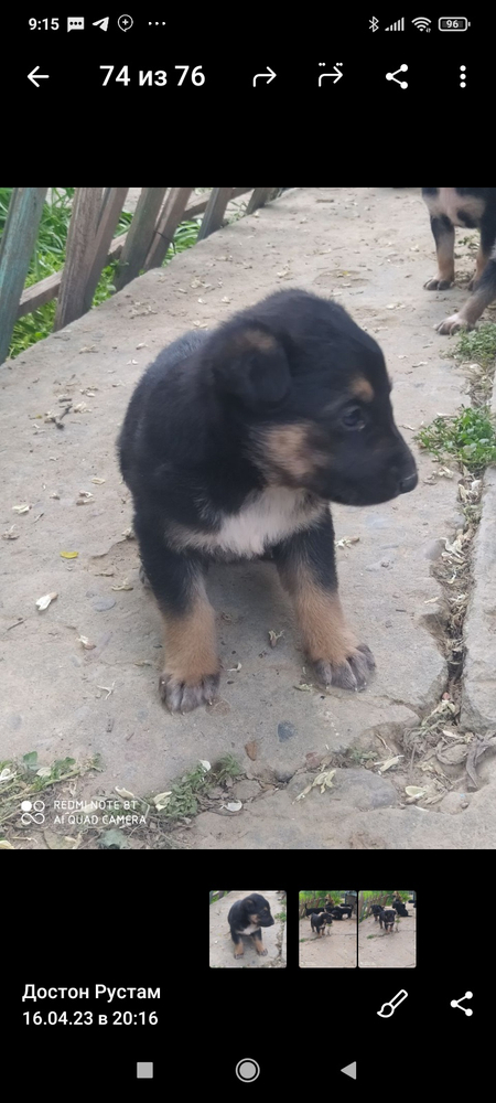 Продаётся немецкая овчарка