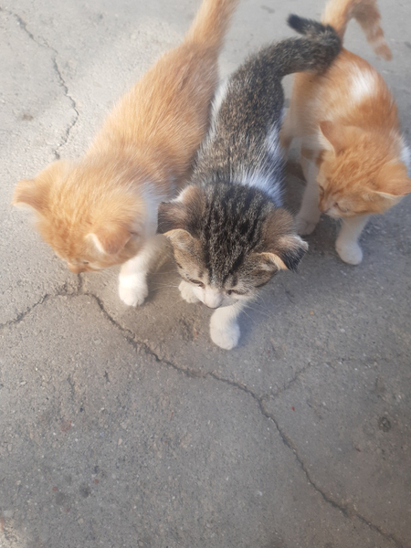 Котята  на добрые руки