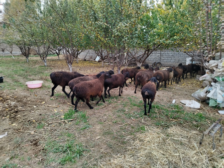 Xisori qo\\\'ylar sotiladi.