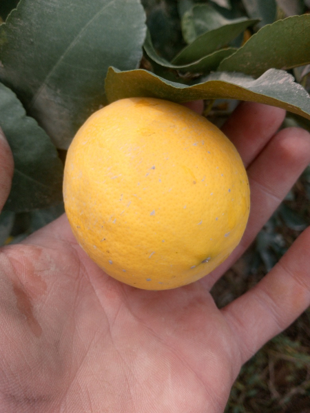 Limon mevasi sotiladi