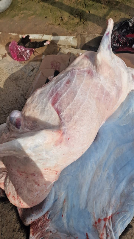 Qassob serviz sifatli buzish