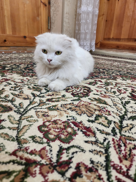 Продаётся кошка Хайленд фолд