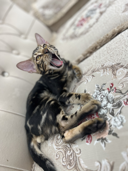 Бенгалская  кошка