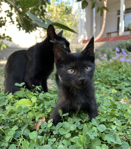 Котёнок, Маргилан, 50 000 сум.