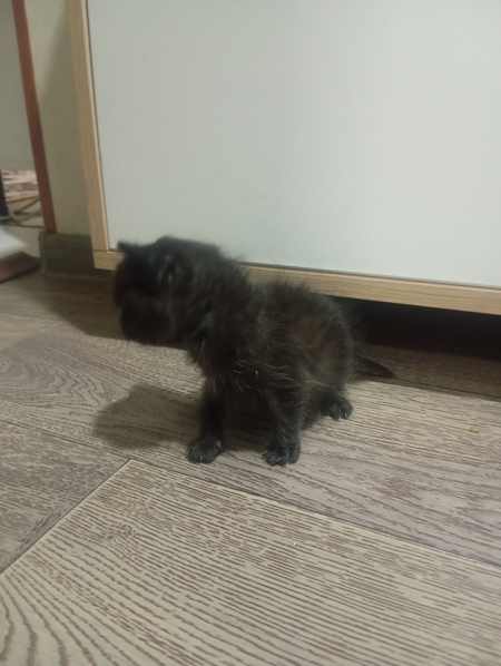 Котенок в добрые руки