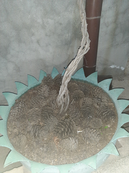 Devichi vinograd vyushiy sotiladi