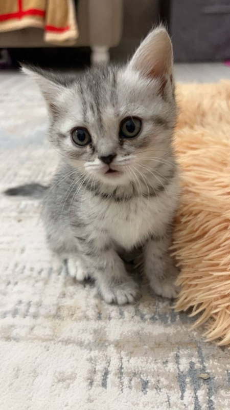 Продам котят фолды и страйты