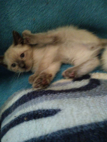 сиамские котята,с окрасом поинт колор