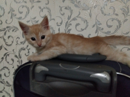 Котята Красивые и Пушистые