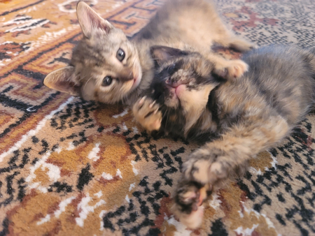 Котятя 1.5 месячные