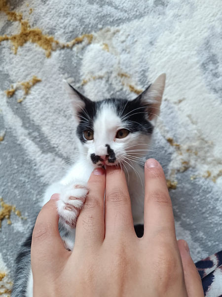 котенок, мальчик