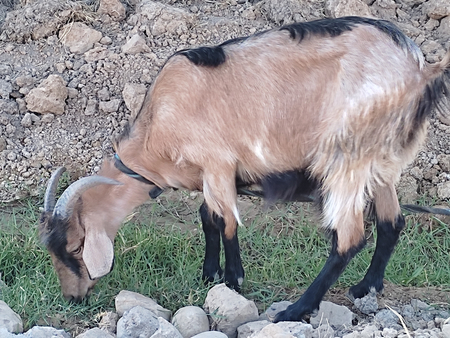 Yaxshi sut beradigan echki bolasi 12 oydan oshgan uloq