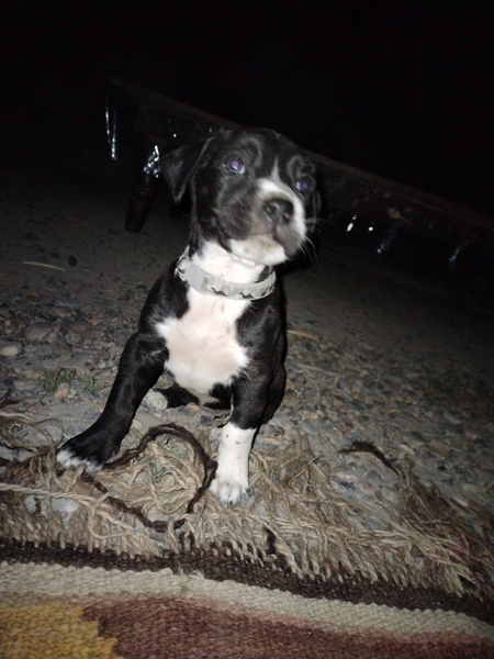 It sotiladi pit bull