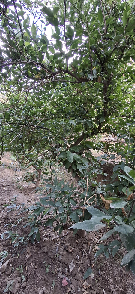Limon daraxtlari sotiladi
