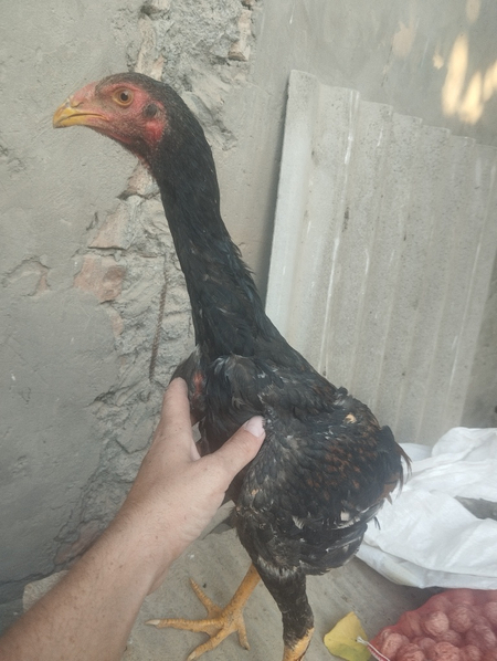 Dakan joʻja 4 yarim oyli