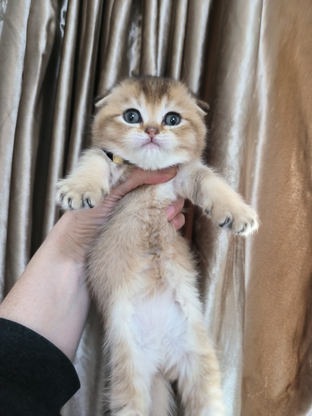 Котята от правильной вязки