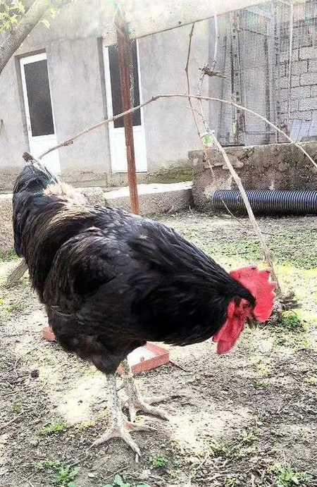 Гигант кора шахзода хуроз  Gigant Qora shaxzoda Xuroz Huroz