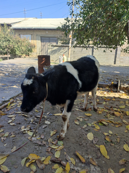 Sigir dotiladi una bola