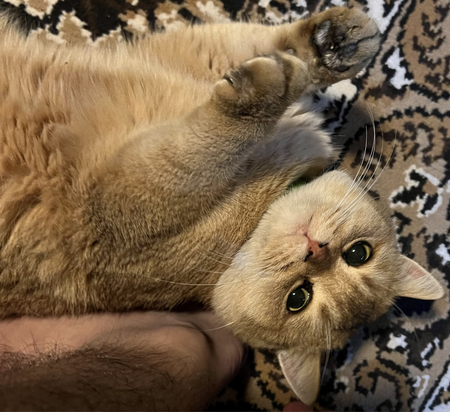 британская кошка шиншилла самец