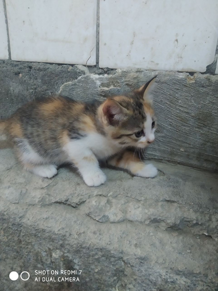 Отдам котят в добрые руки.