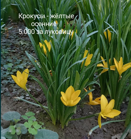 Продаю садовую рассаду
