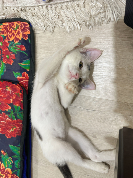 Котёнок Отдаём Даром