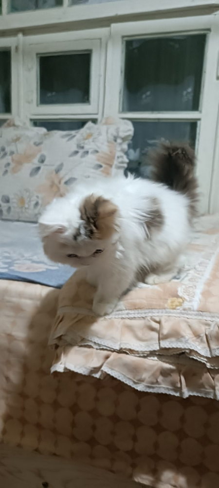 Зотдор Уй мушуги