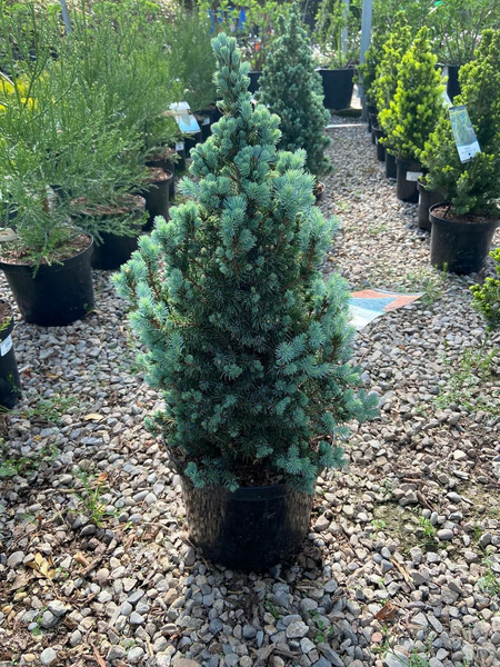 Picea glauca Daisy white
