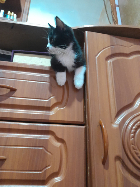 Отдам в хорошие руки