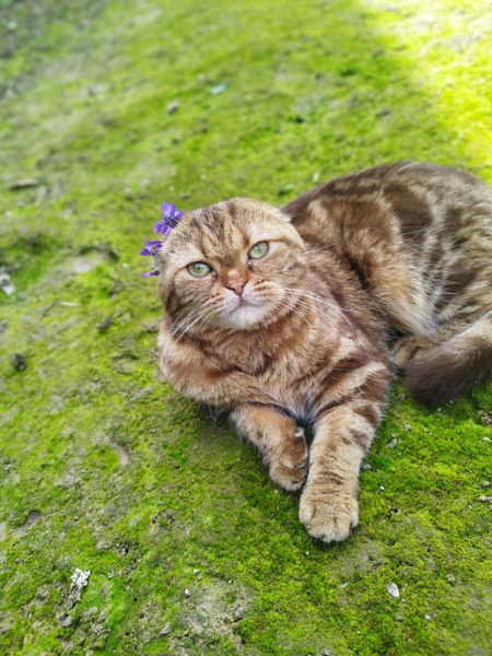 Шотландский Скотиш Фолд (Чистокровный)