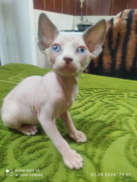 Продаются котята сфинксы