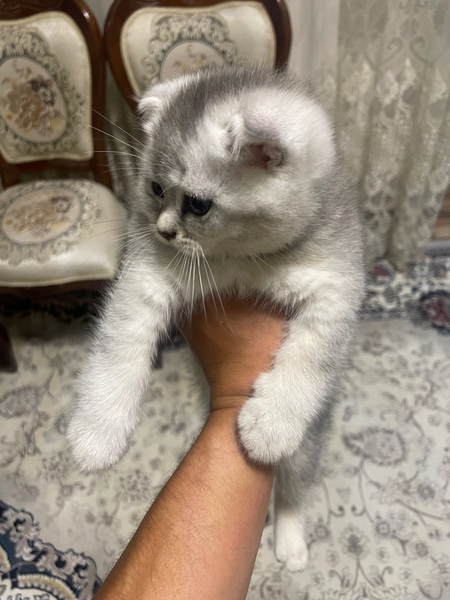 Британские серебристи Шиншила