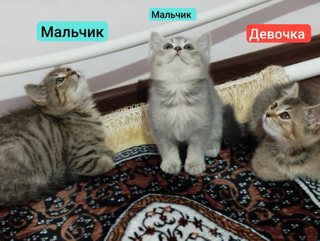 Продаются британский котята 100$