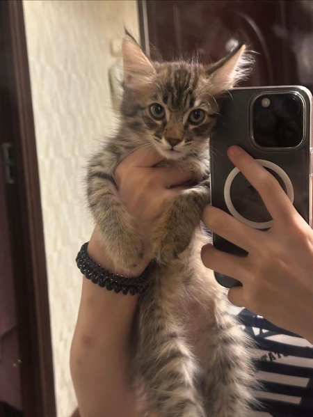 котики ищут себе дом