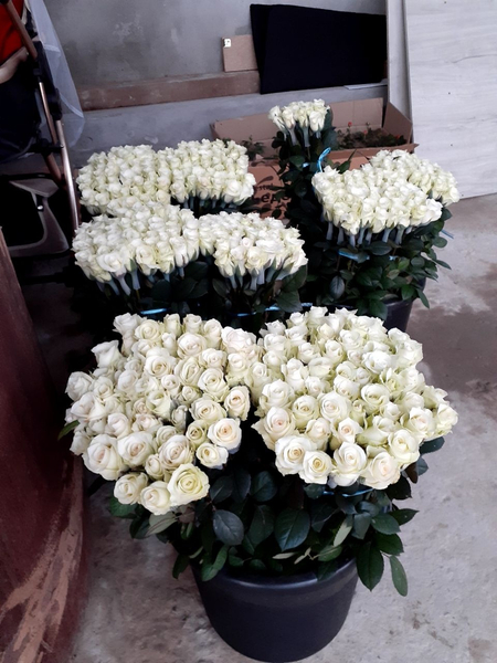 Atirgul ko'chatllari bor sotiladi