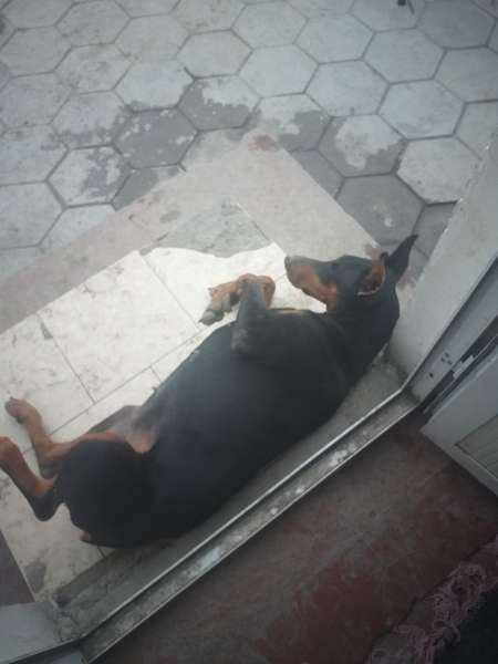 doberman zoti toza