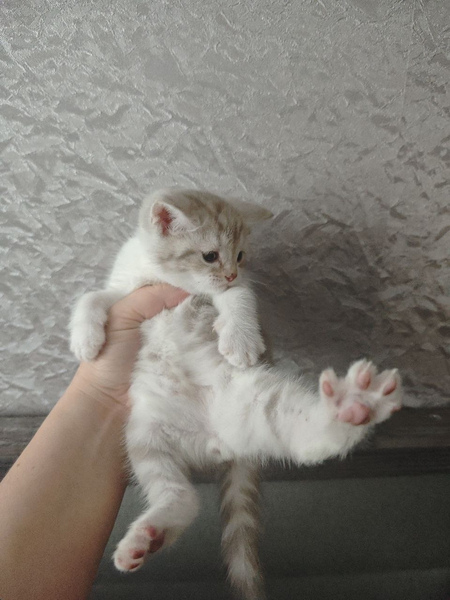 Продается мальчик фолд