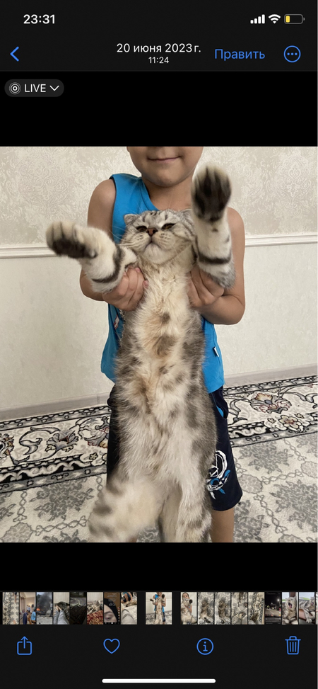 Кот вязка