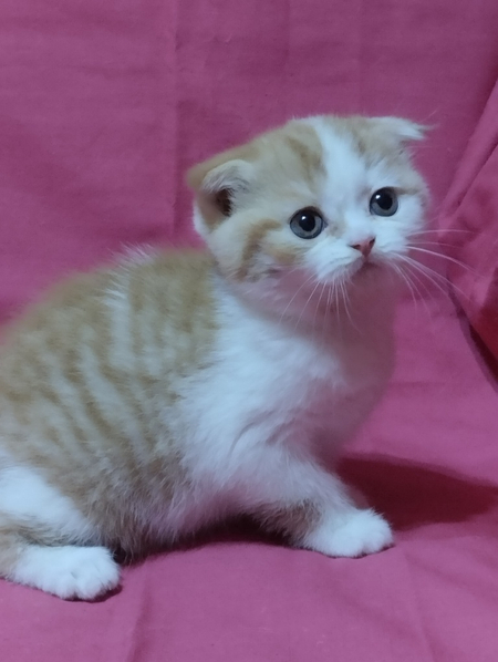 Продам котят шотландские