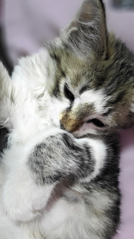 Котик хороший мальчик