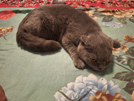 Scottish fold . Mushukchalar